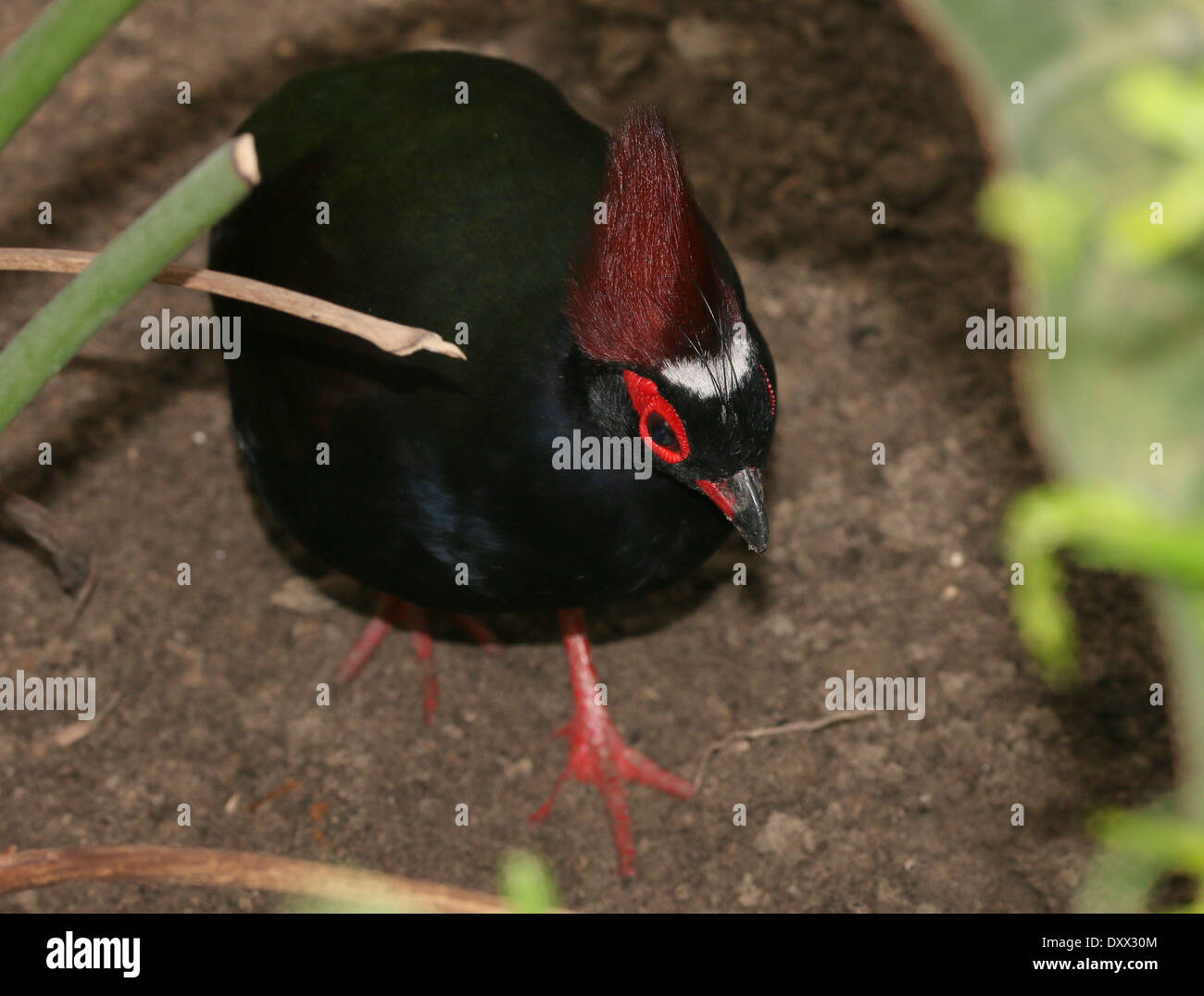 Portrait of a Male Crested Partridge or Roul-roul (Rollulus rouloul), a ...