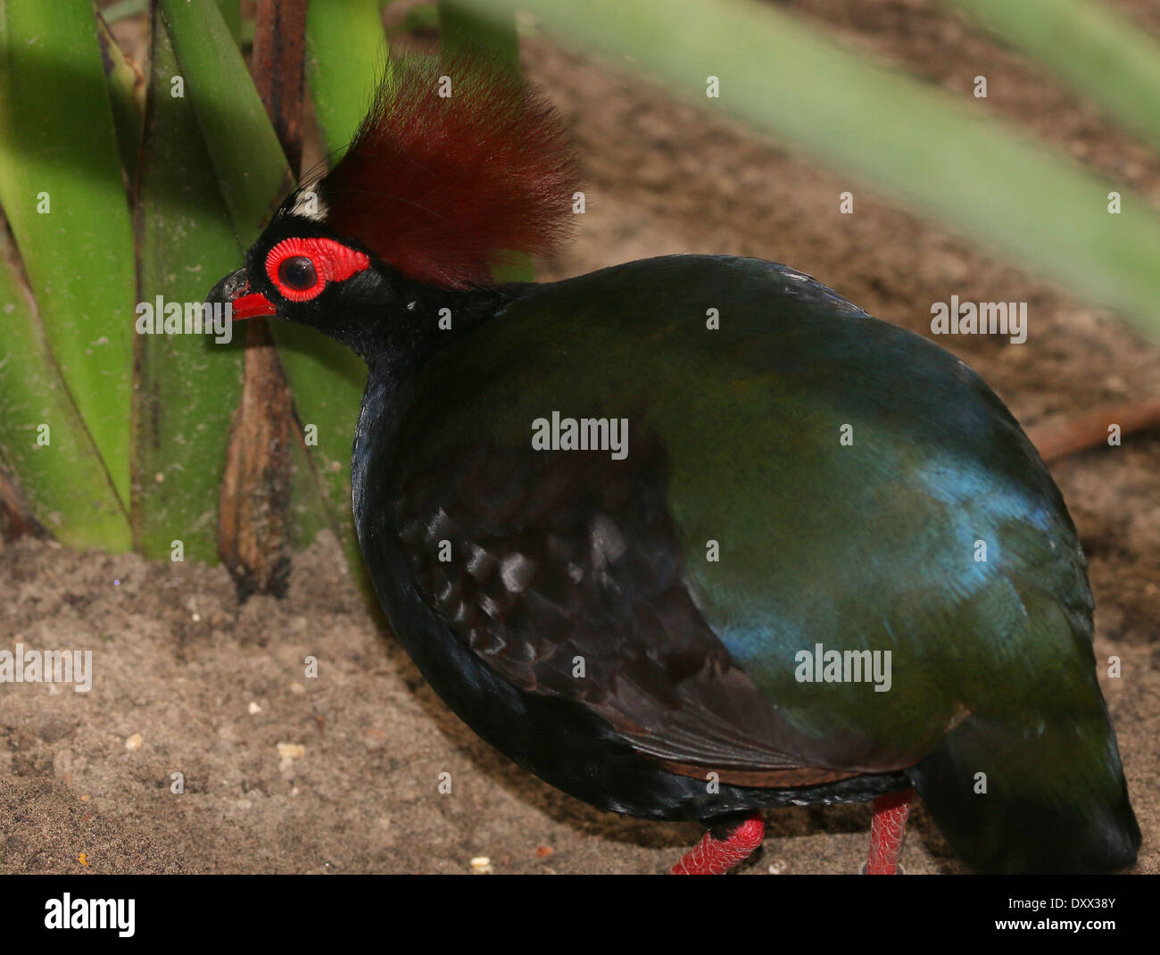 Portrait of a Male Crested Partridge or Roul-roul (Rollulus rouloul), a ...