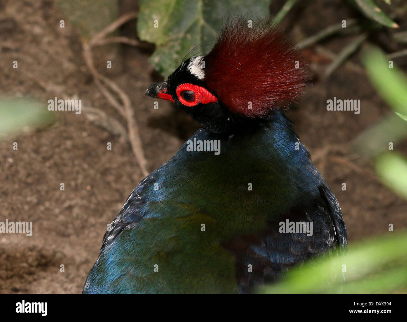 Portrait of a Male Crested Partridge or Roul-roul (Rollulus rouloul), a ...