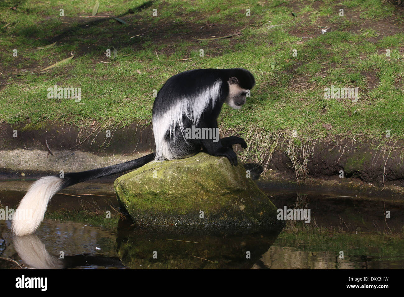 Mantled guereza a.k.a. eastern black-and-white colobus monkey (Colobus ...