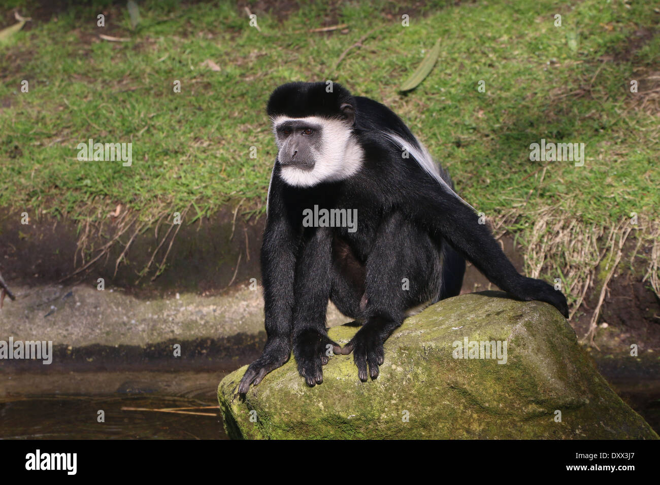 Mantled guereza a.k.a. eastern black-and-white colobus monkey (Colobus ... Mantled guereza a.k.a. eastern black-and-white colobus monkey (Colobus ...