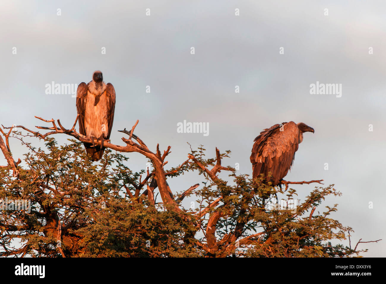 Cape Vulture (Gyps coprotheres), endangered species, Kgalagadi ...
