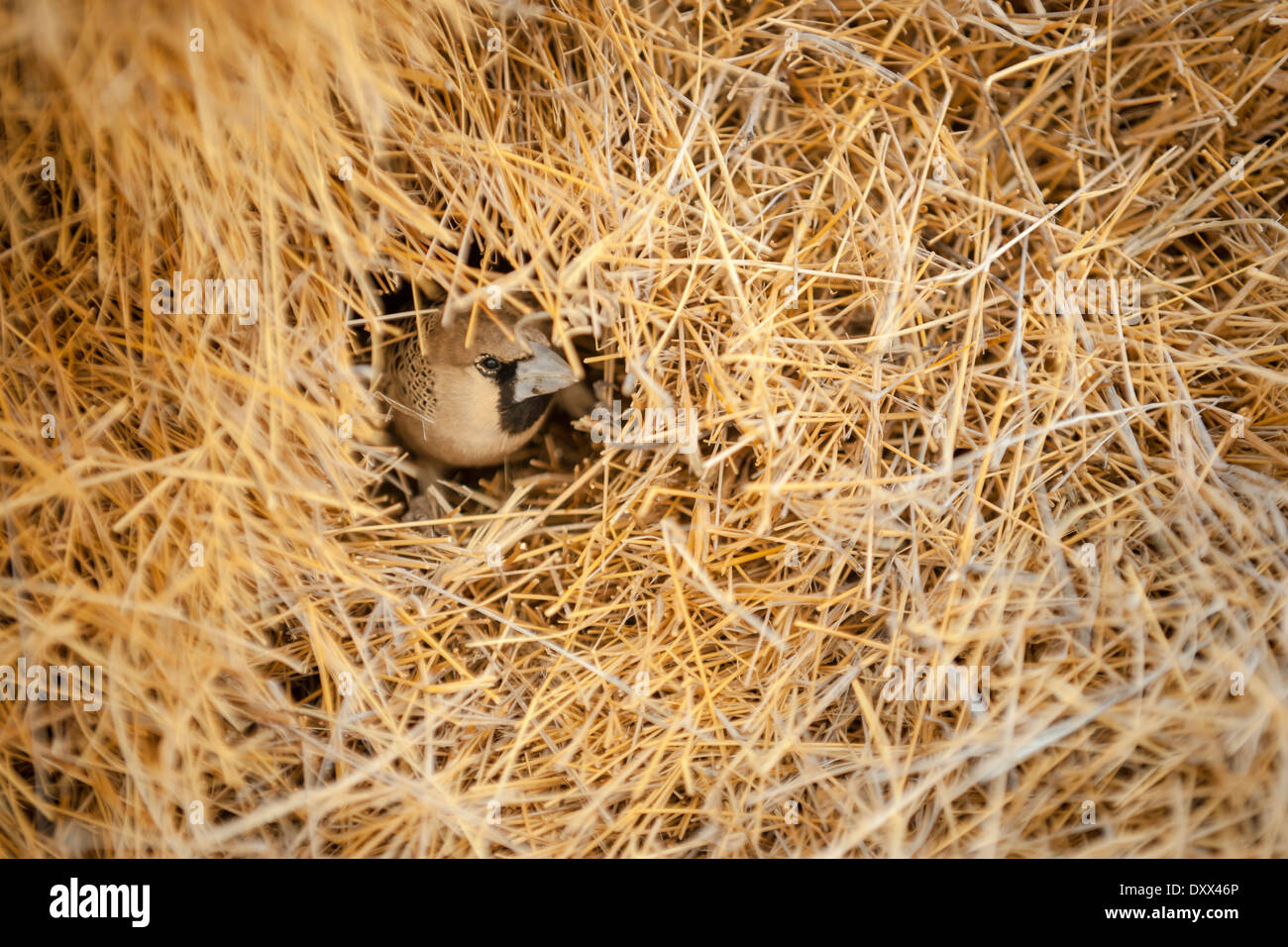 Social weaver nests hi-res stock photography and images - Alamy