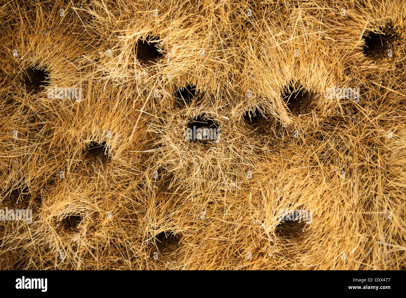 Weavers community hi-res stock photography and images - Alamy