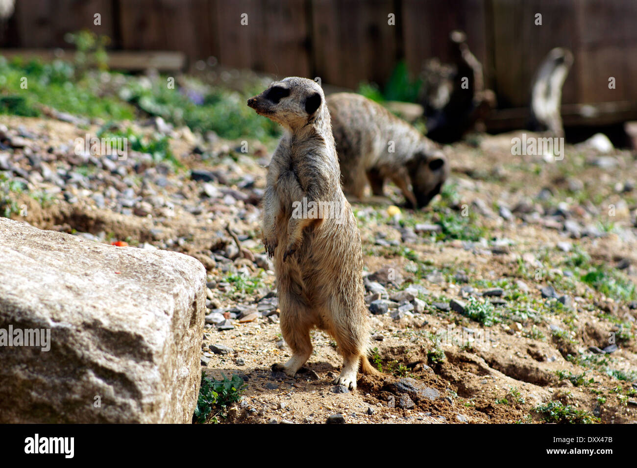 Sergei meerkat hi-res stock photography and images - Alamy