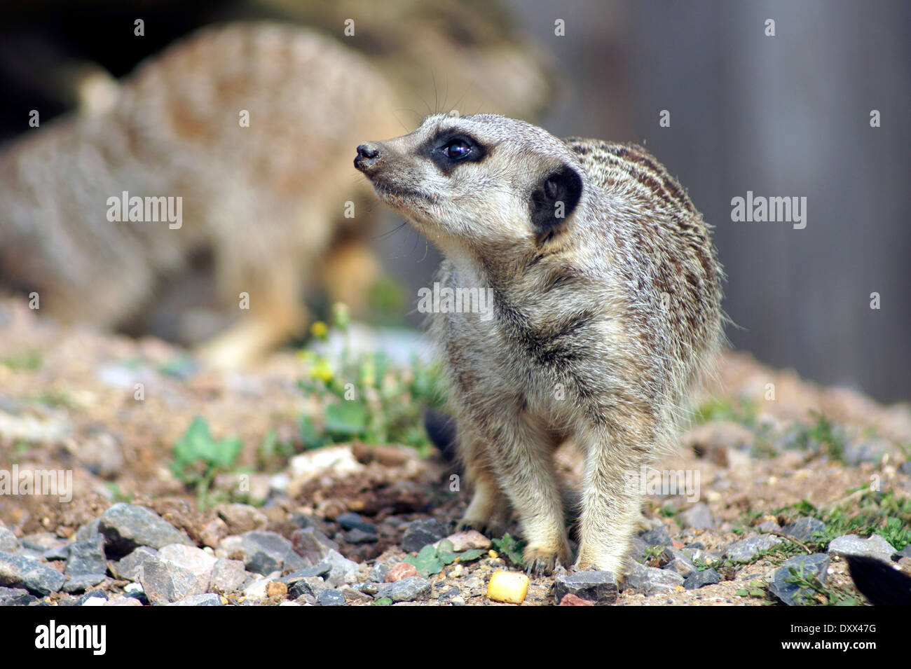 Sergei meerkat hi-res stock photography and images - Alamy