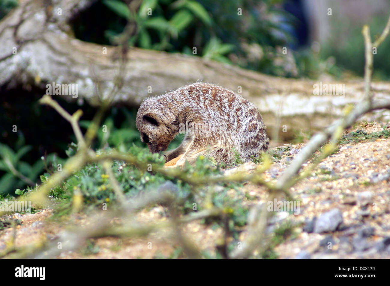 Peeping meerkat hi-res stock photography and images - Alamy