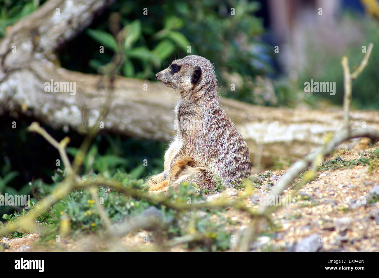 Sergei meerkat hi-res stock photography and images - Alamy