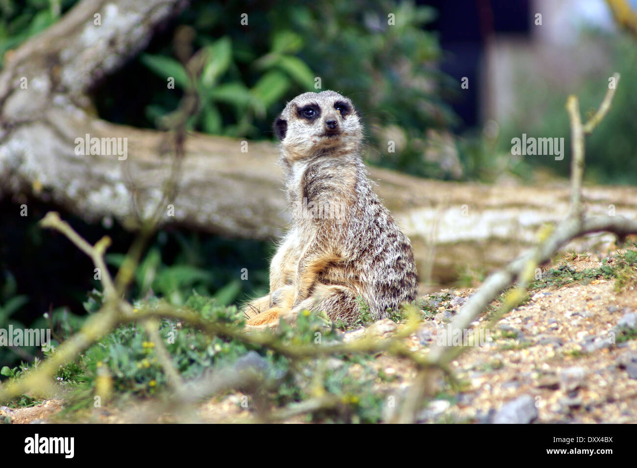 MEERKAT HAVING A BITE TO EAT Stock Photo - Alamy