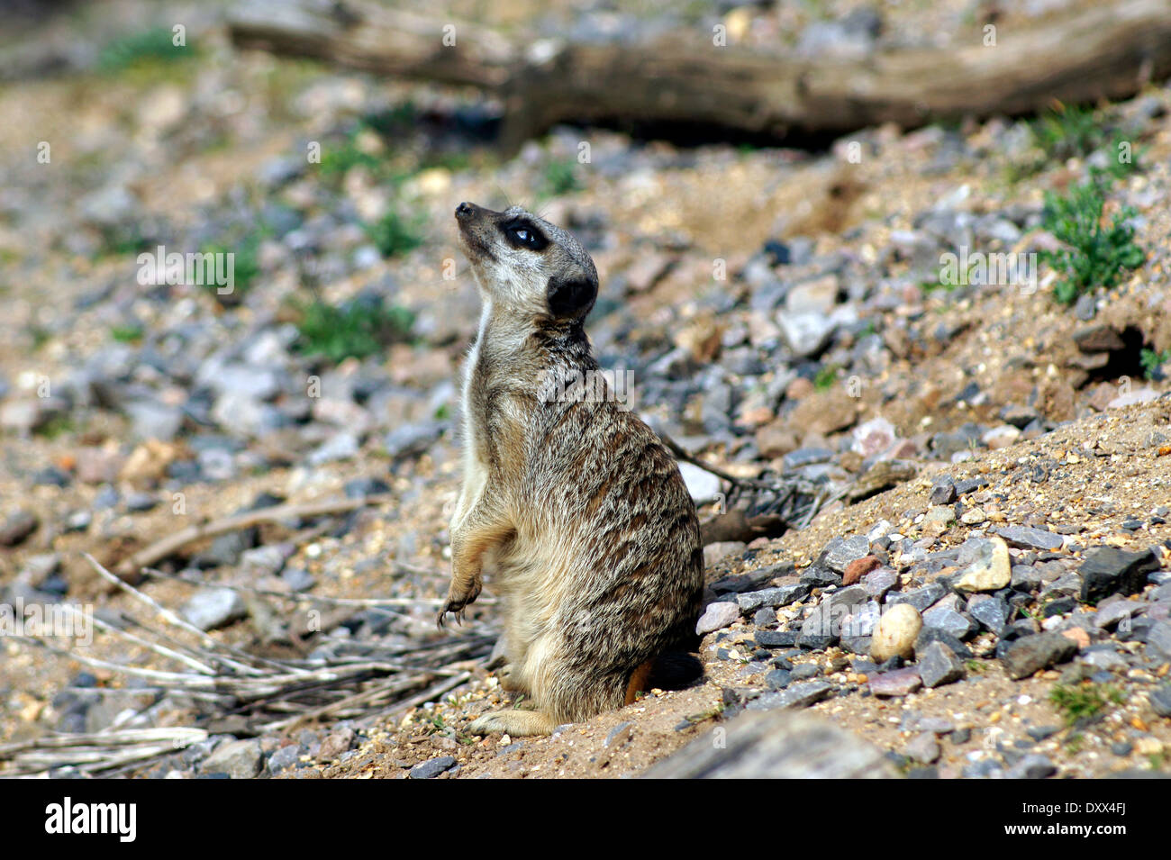 Sergei meerkat hi-res stock photography and images - Alamy
