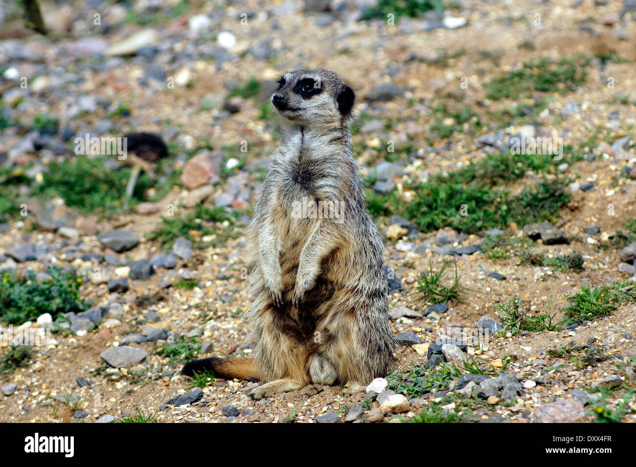 MEERKAT LOOKING OUT Stock Photo - Alamy