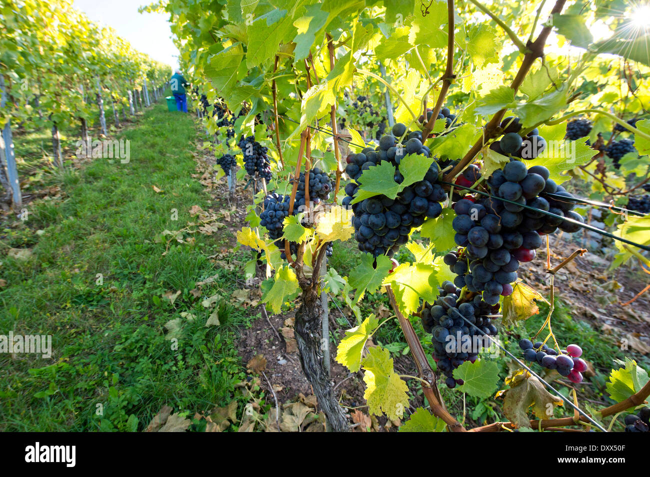Grapes on the vine, grape harvest, vineyard, Stuttgart, Baden ...