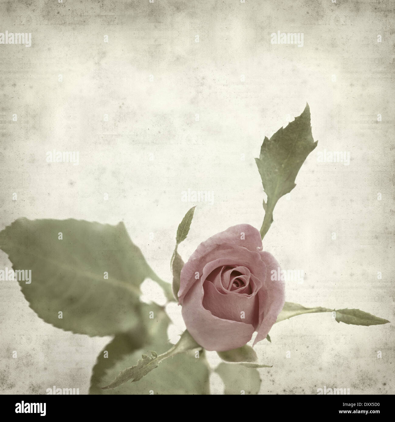 textured old paper background with pink rose flower Stock Photo - Alamy