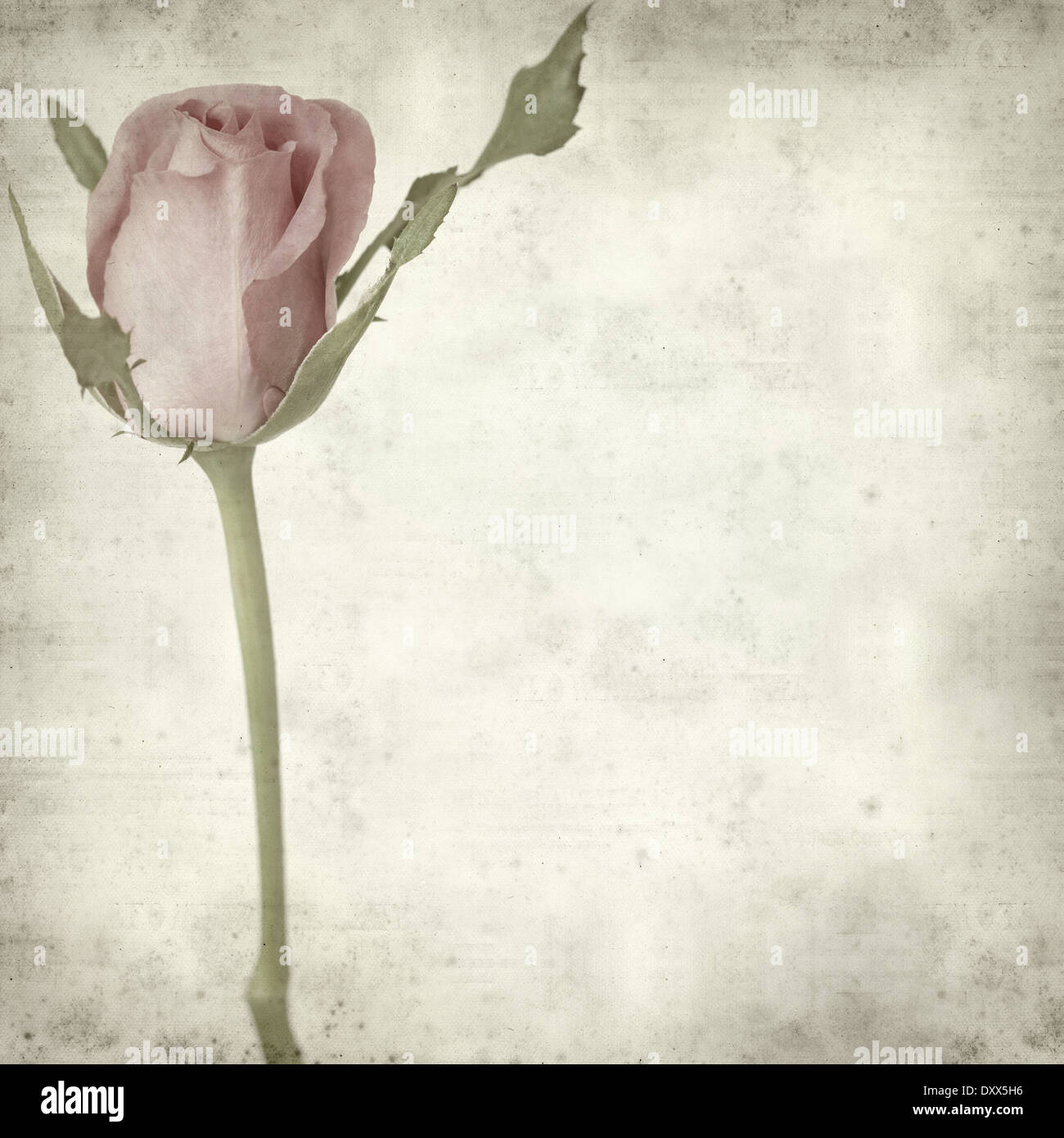 textured old paper background with pink rose flower Stock Photo - Alamy