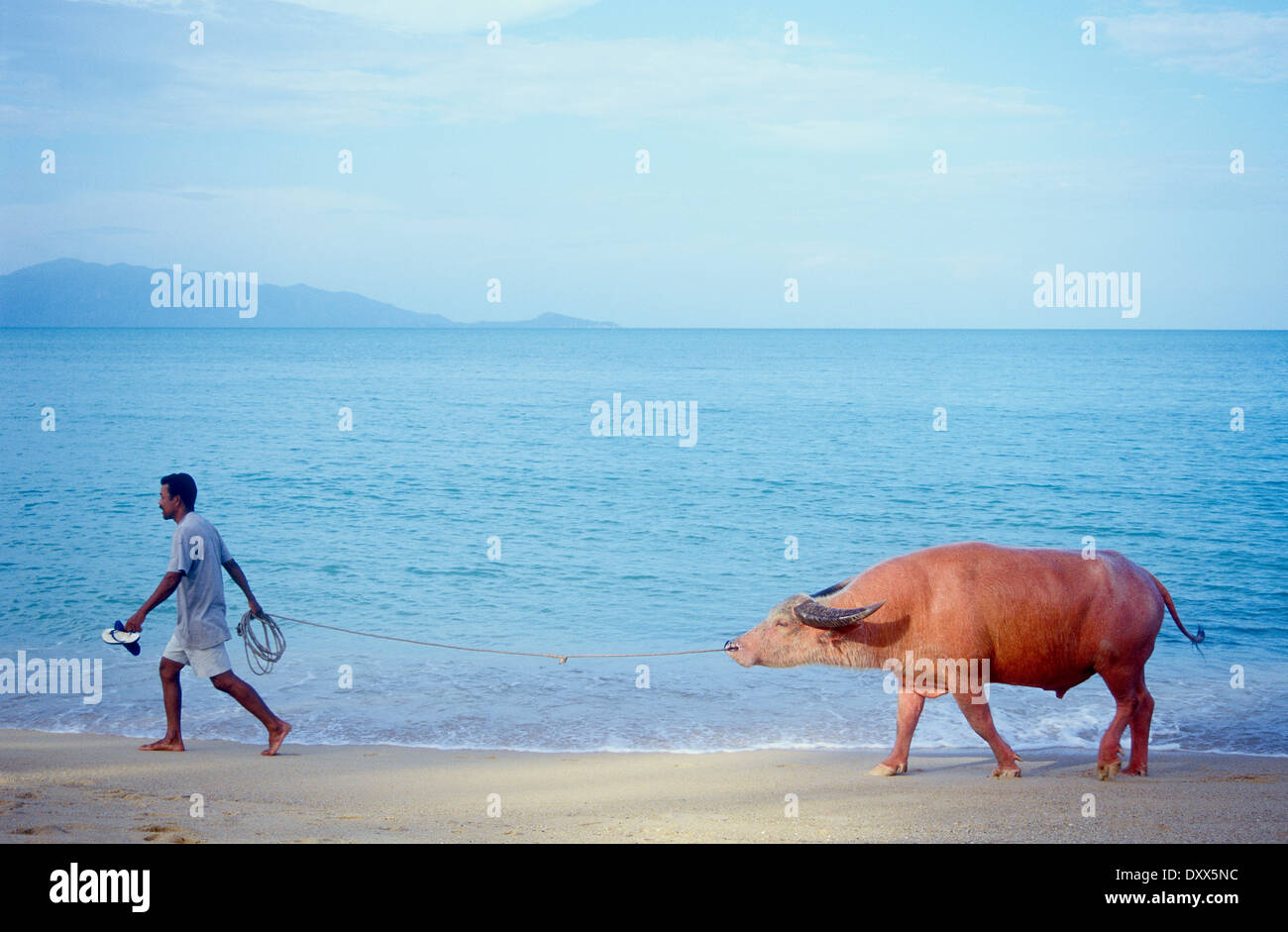 Man on water buffalo hi-res stock photography and images - Alamy