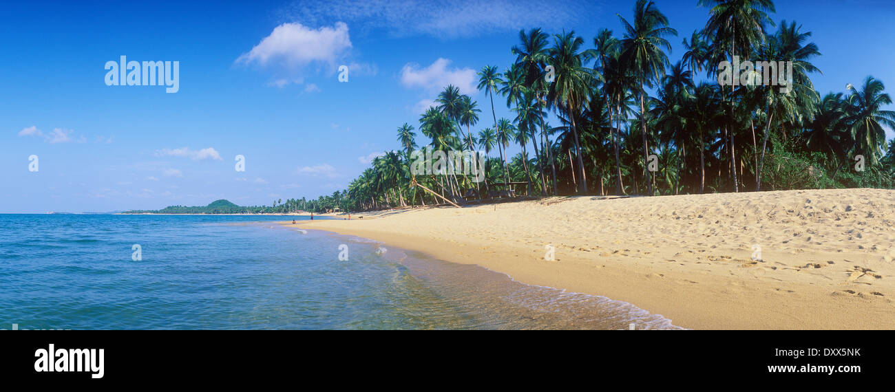 Beach with palm trees, Mae Nam Beach, Ko Samui, Thailand Stock Photo ...
