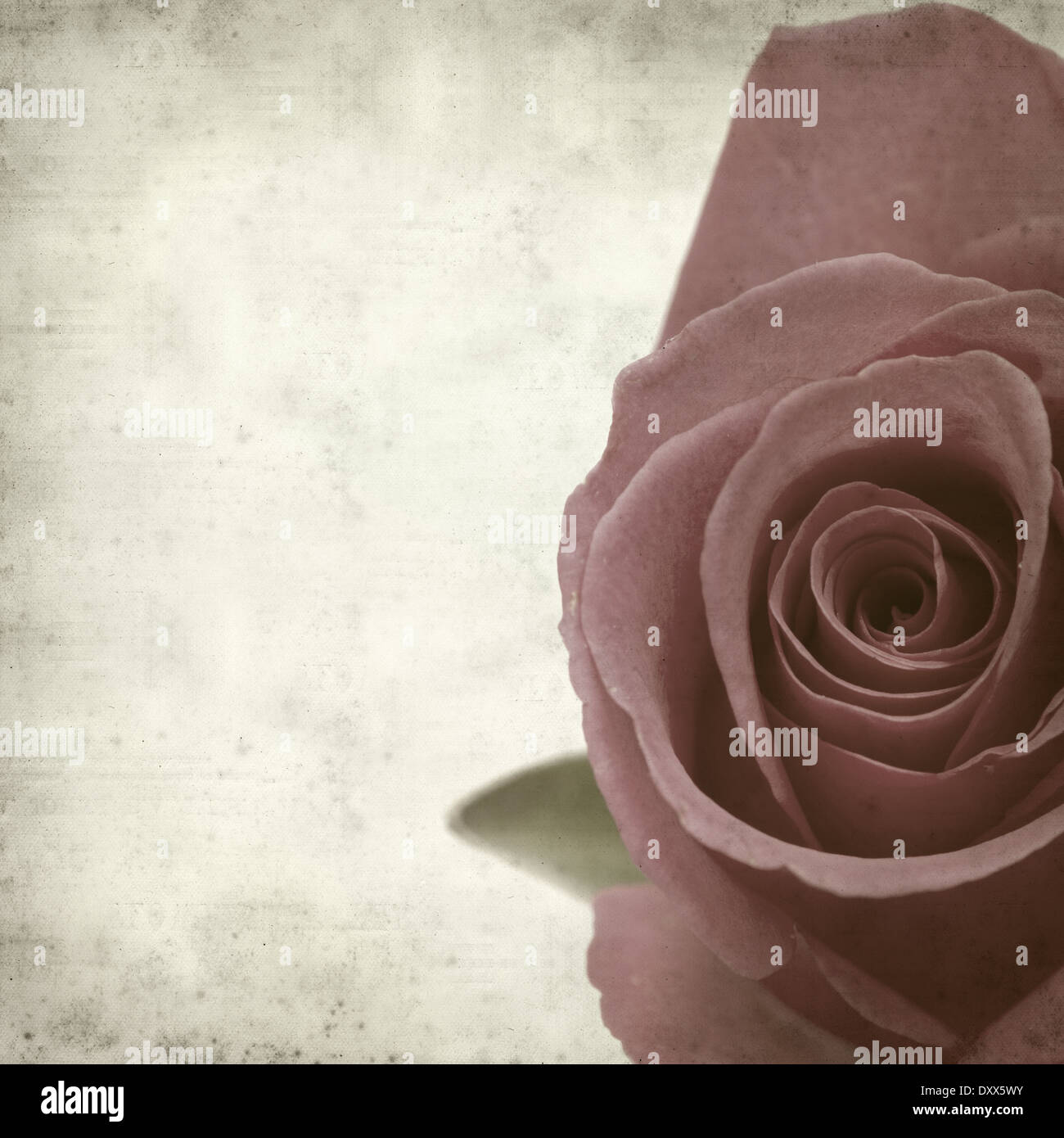 textured old paper background with pink rose flower Stock Photo - Alamy