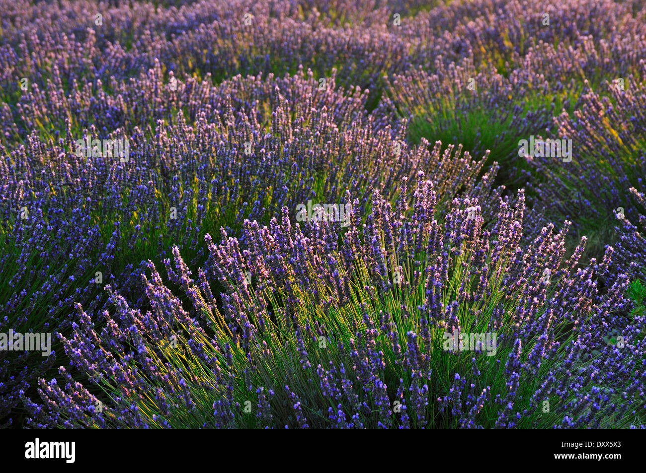 Lavender (Lavandula angustifolia), Valensole, Département Alpes-de ...