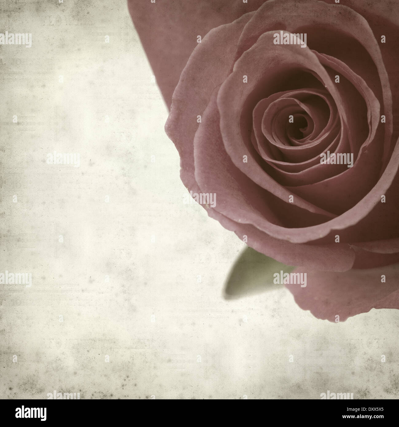 textured old paper background with pink rose flower Stock Photo - Alamy