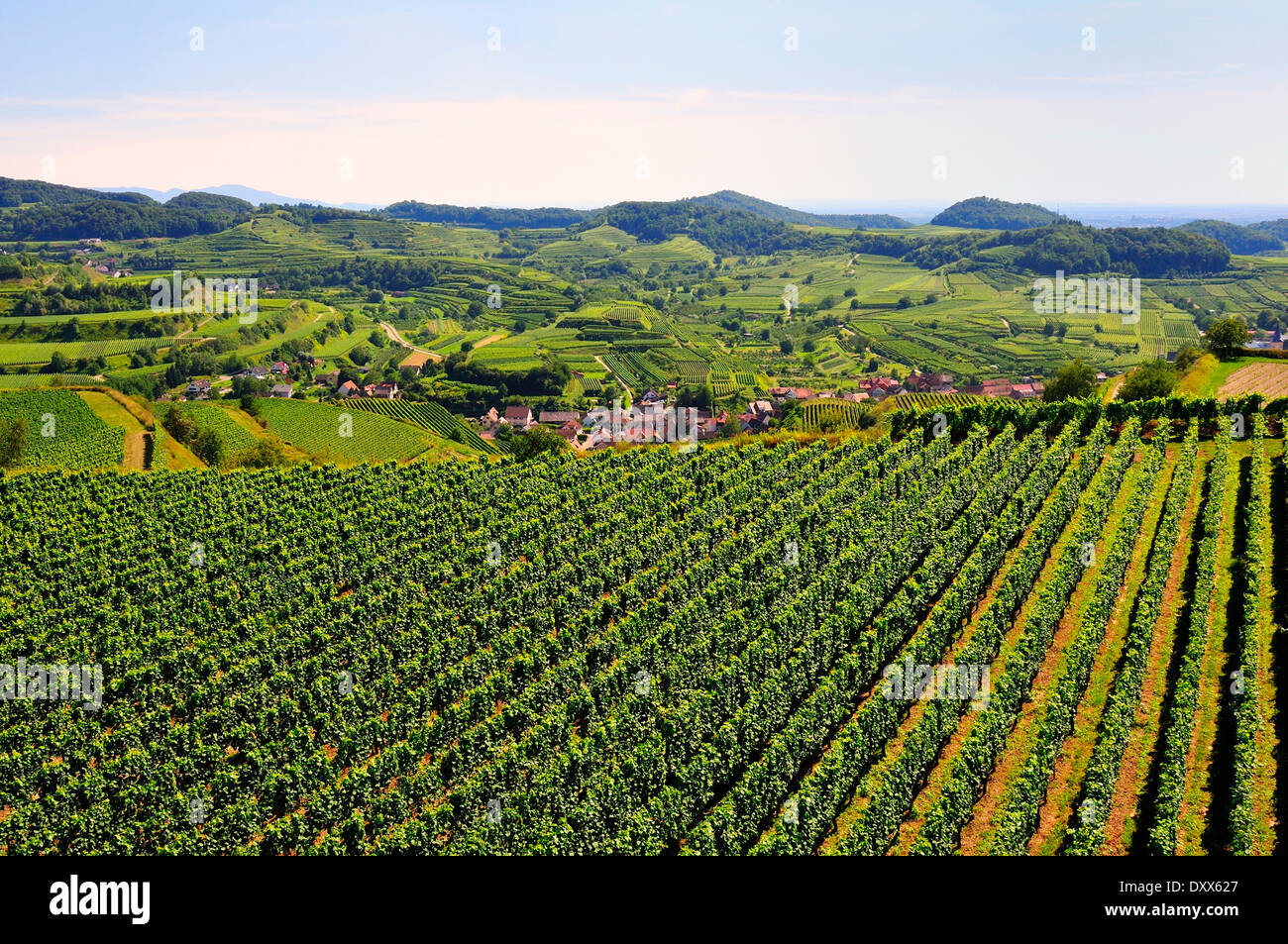 View of the vineyards and Oberbergen from the Mondhalde lookout ...