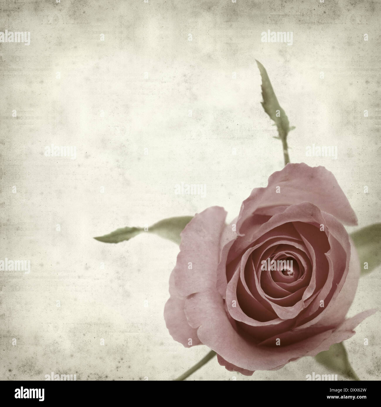 textured old paper background with pink rose flower Stock Photo - Alamy