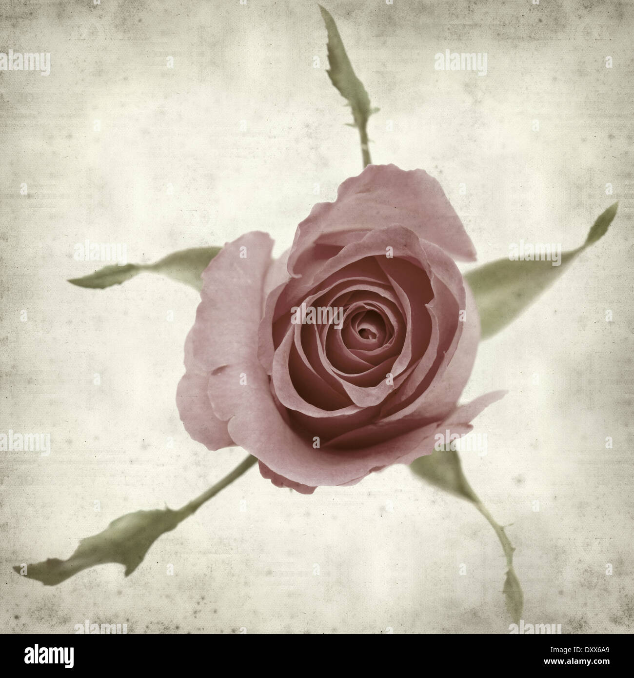 textured old paper background with pink rose flower Stock Photo - Alamy