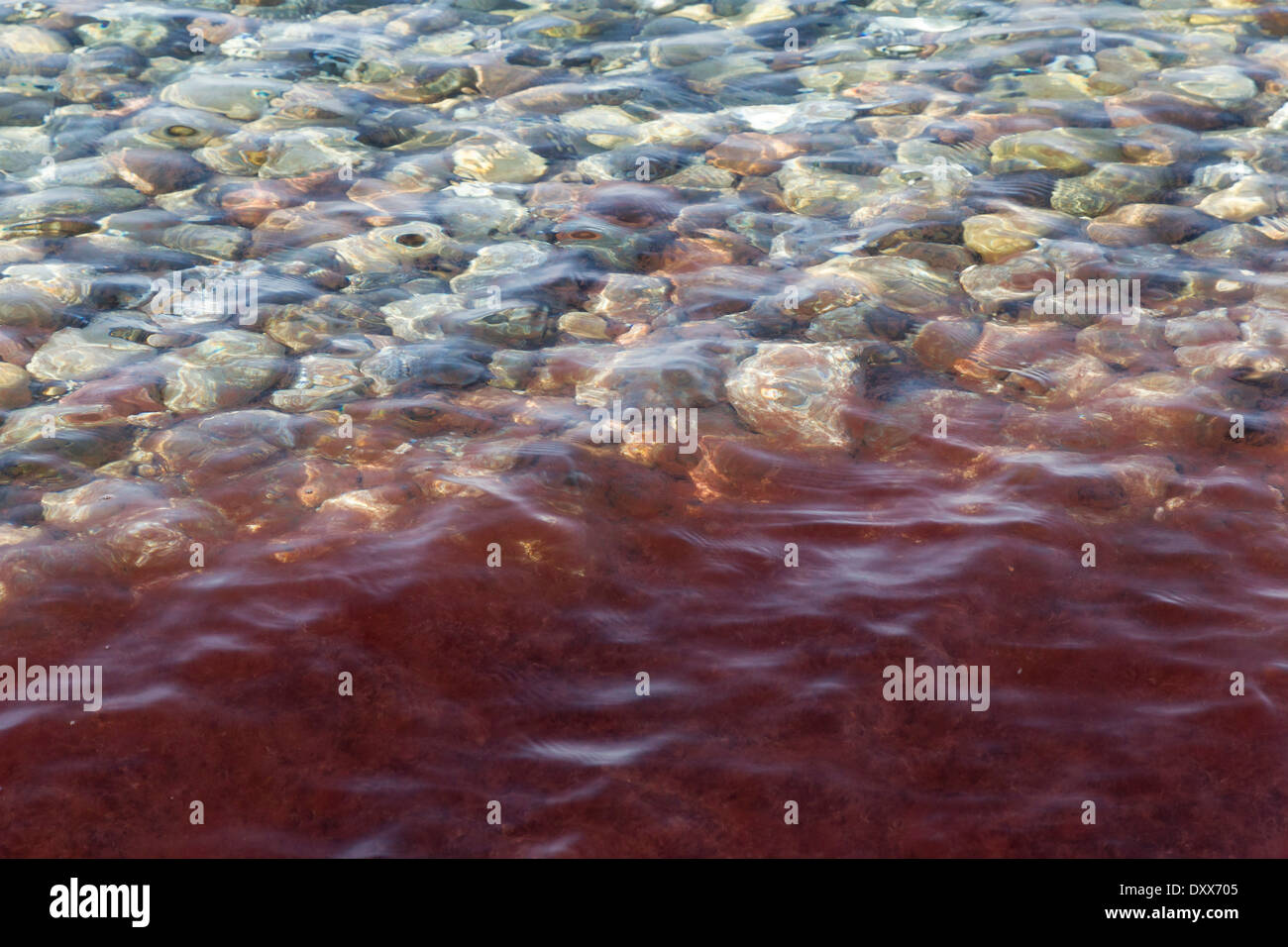 Algae in the Baltic Sea, Schleswig-Holstein, Germany Stock Photo - Alamy