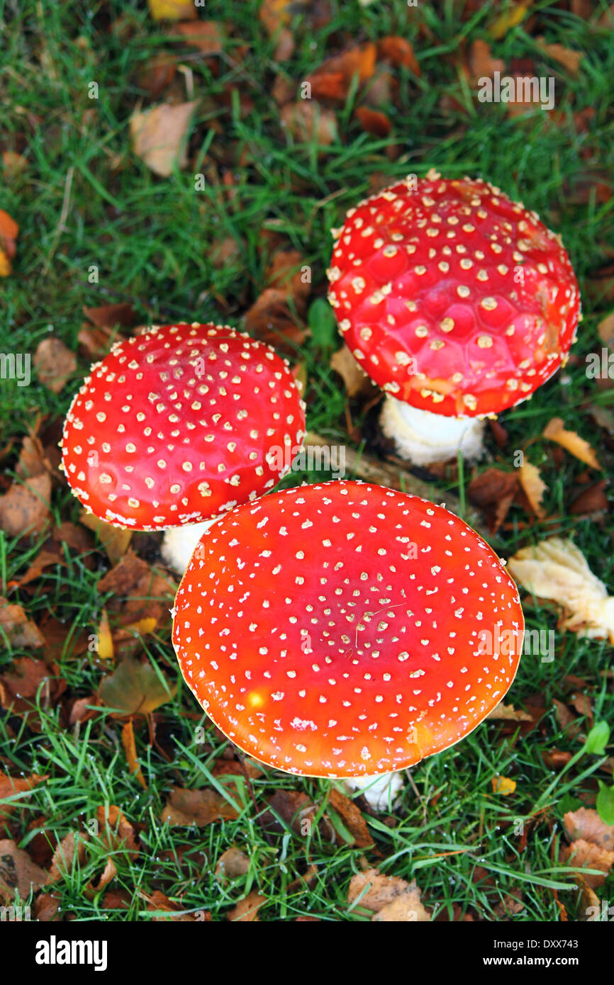 Toadstool ring hi-res stock photography and images - Alamy