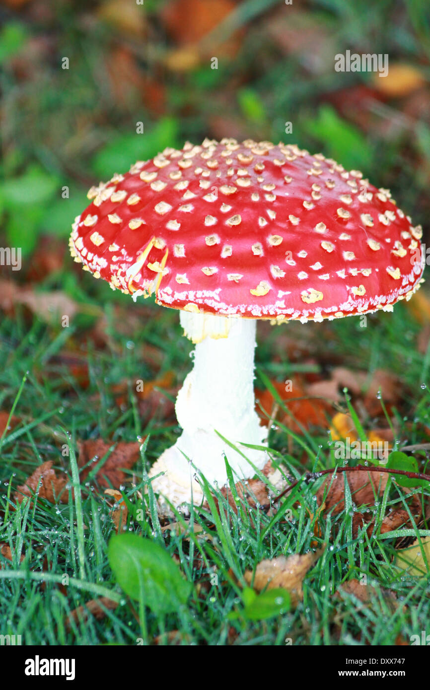 Toadstool ring hi-res stock photography and images - Alamy