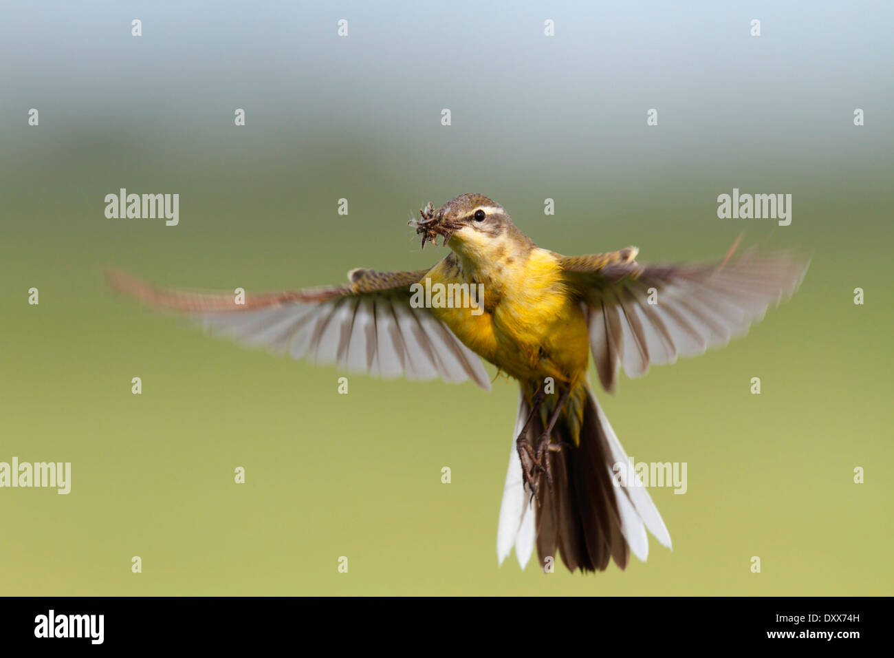 Western Yellow Wagtail (Motacilla flava) in hovering flight with prey ...