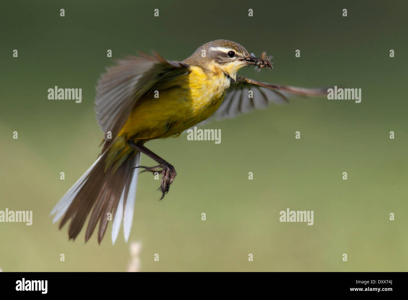 Oscines passeriformes passerines passerine songbirds wings hi-res stock ...