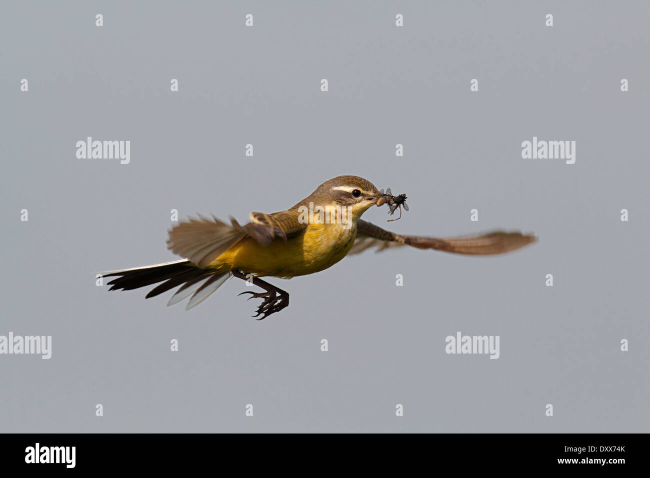 Western Yellow Wagtail (Motacilla flava) in hovering flight with prey ...