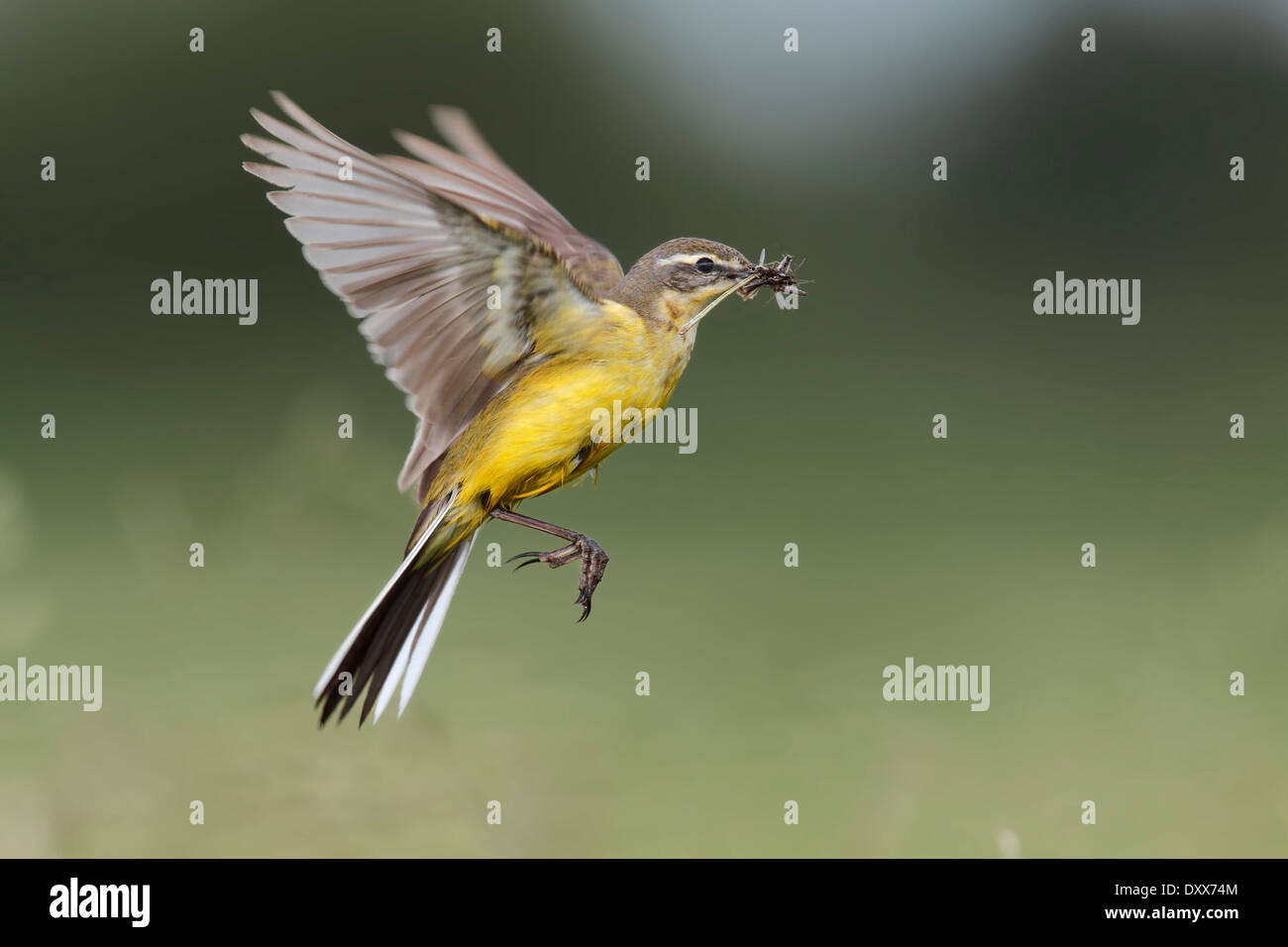 Western Yellow Wagtail (Motacilla flava) in hovering flight with prey ...