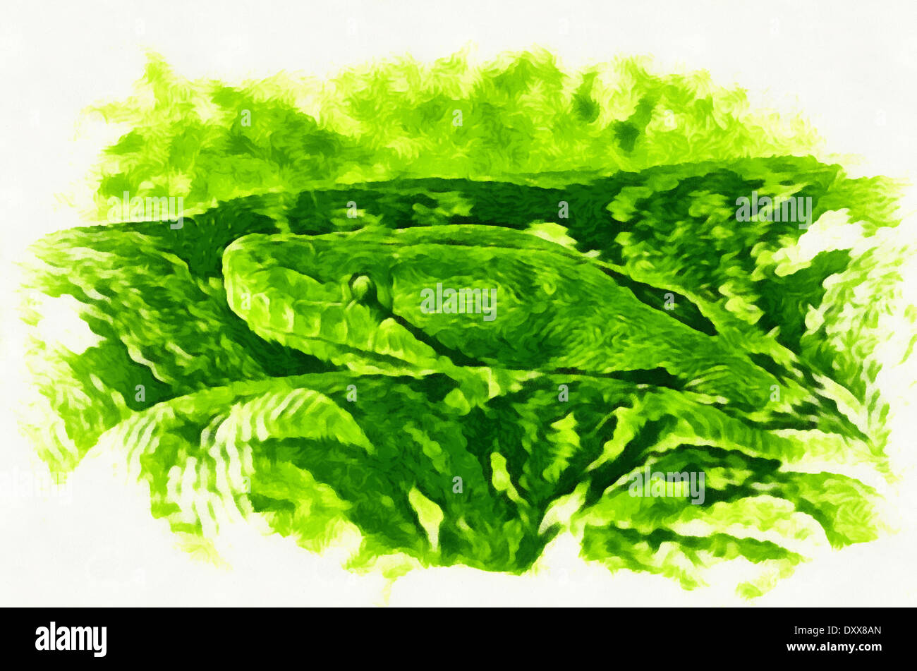 BoA, reptiles, snakes,boa (Latin Boa) - innocuous snake subfamily boas ...