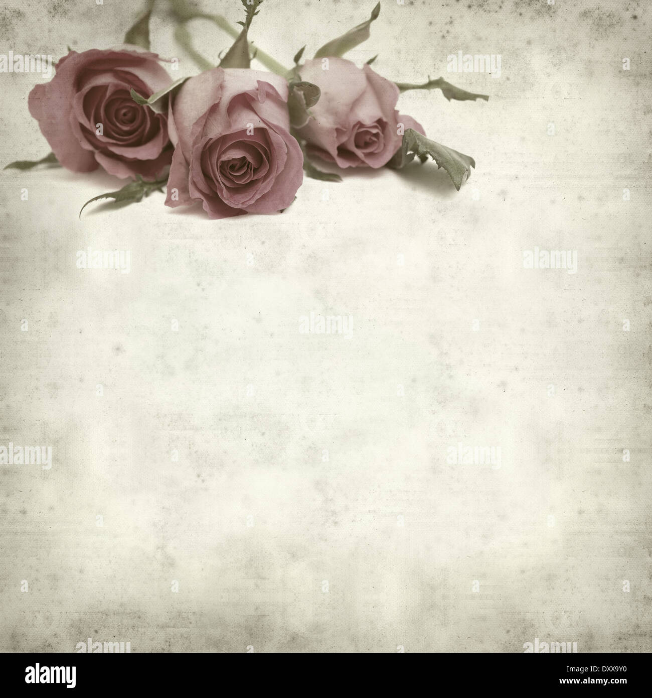 textured old paper background with pink rose flower Stock Photo - Alamy