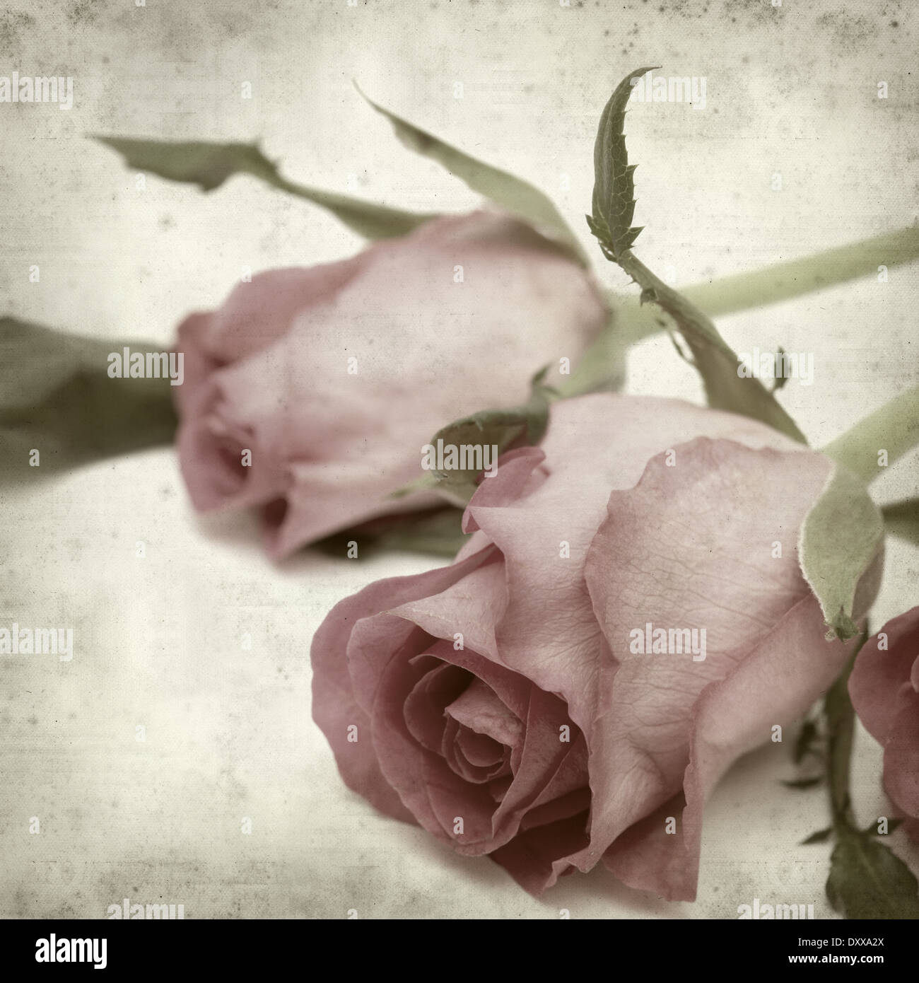 textured old paper background with pink rose flower Stock Photo - Alamy
