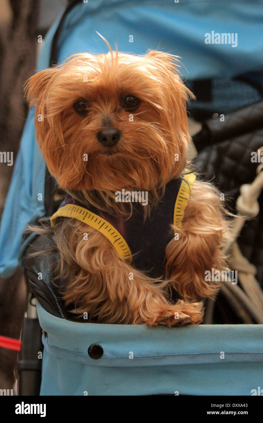 Phoebe Price's dog Henry Phoebe Price poses with her dog Henry at The ...