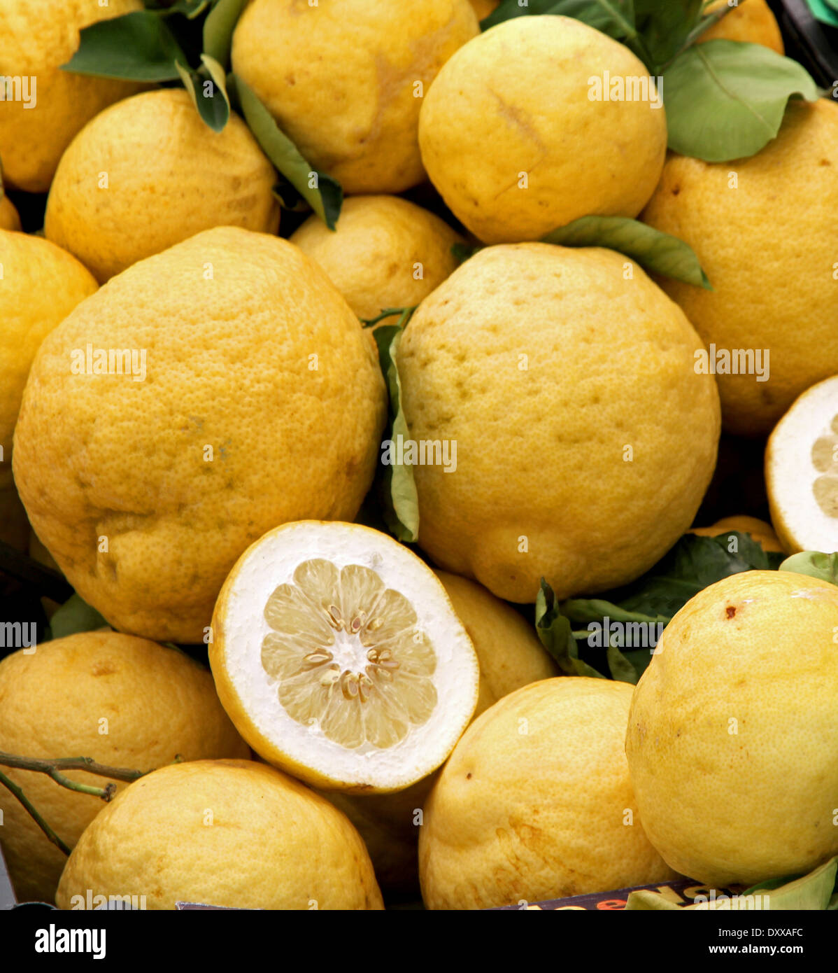 Calabria italy citrus orchard hi-res stock photography and images - Alamy