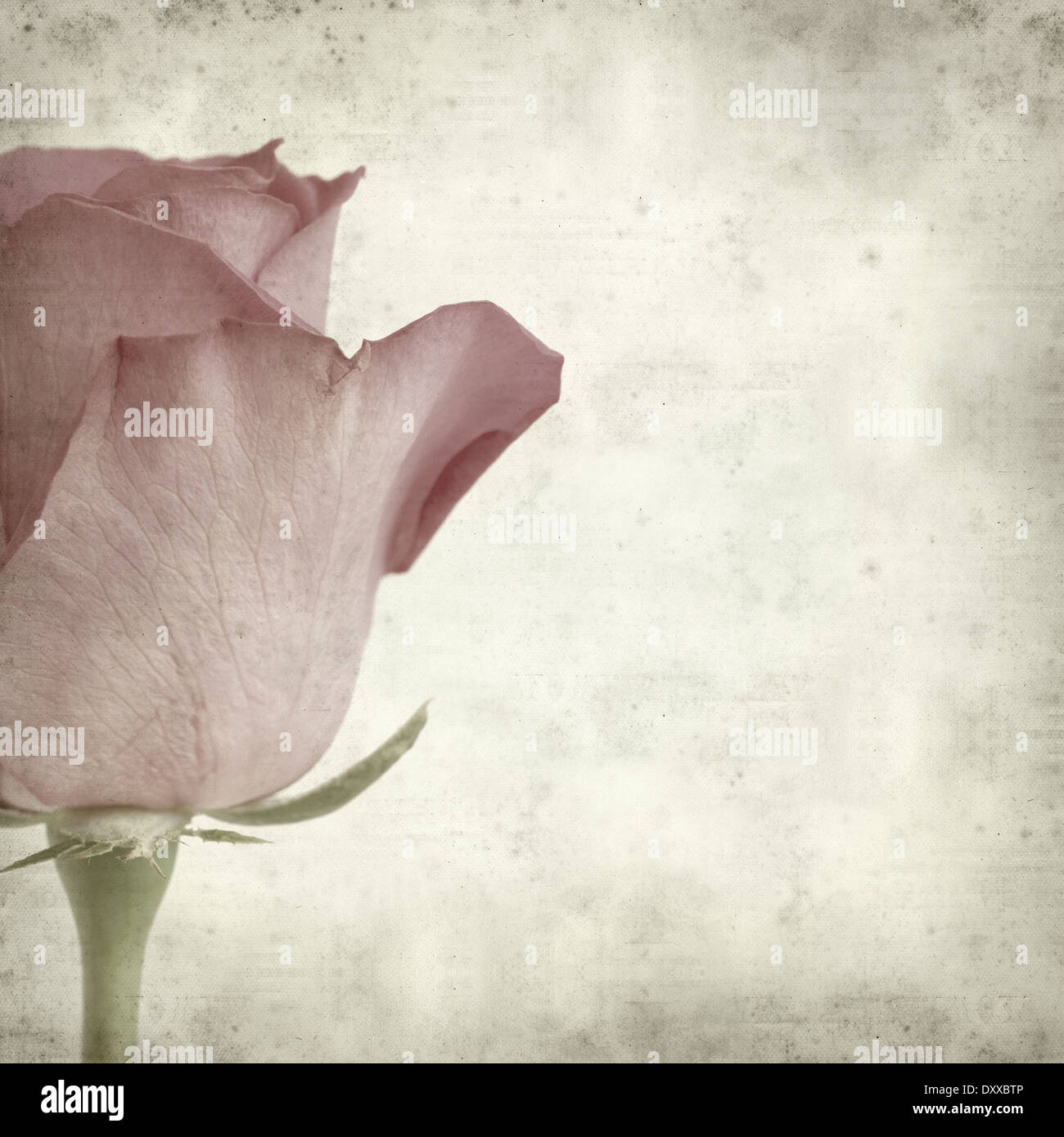 textured old paper background with pink rose flower Stock Photo - Alamy