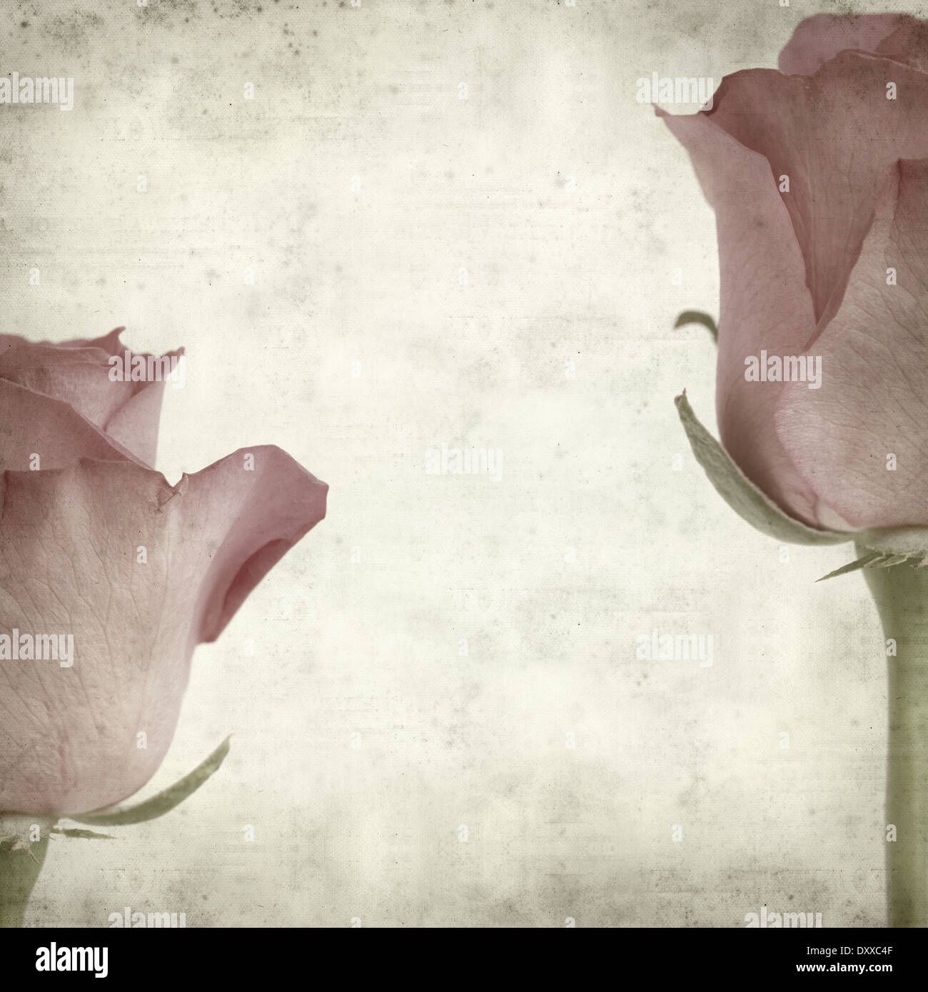 textured old paper background with pink rose flower Stock Photo - Alamy
