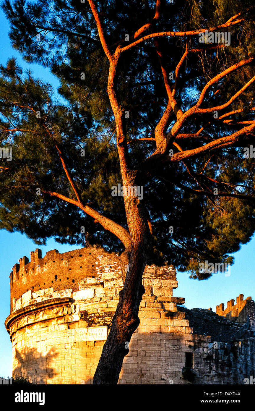 Italian Stone Pine Tree Stock Photos & Italian Stone Pine Tree Stock ...