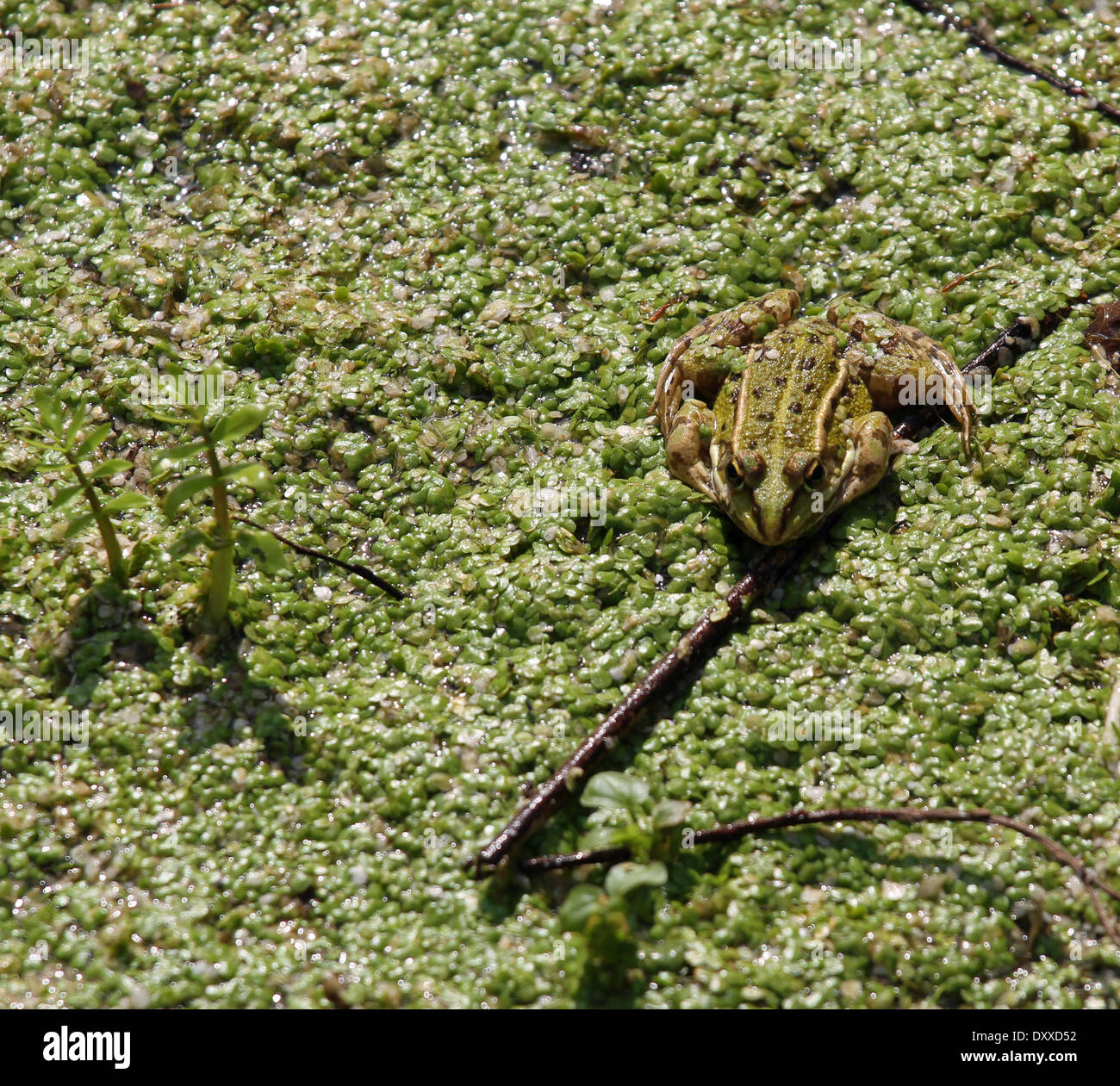 Frog toad green hi-res stock photography and images - Alamy