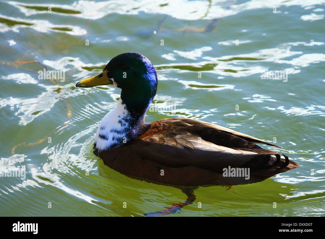 Duck on a lake Stock Photo - Alamy