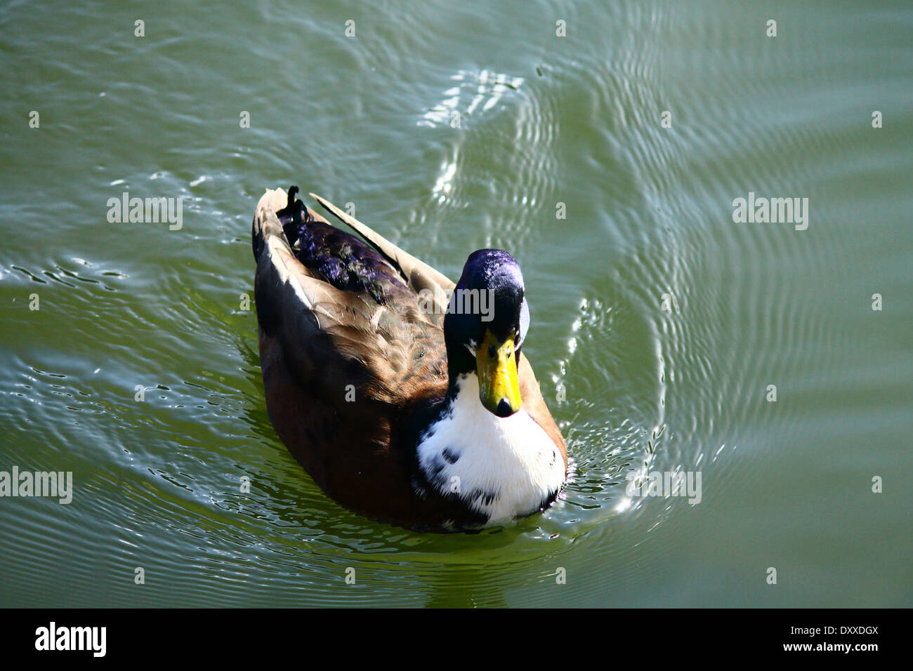Duck on a lake Stock Photo - Alamy
