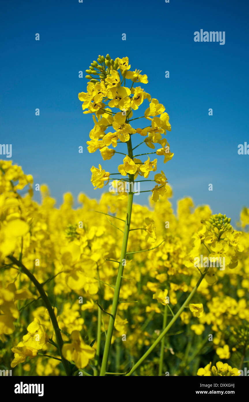 Rapeseed brassica napus plants hi-res stock photography and images - Alamy