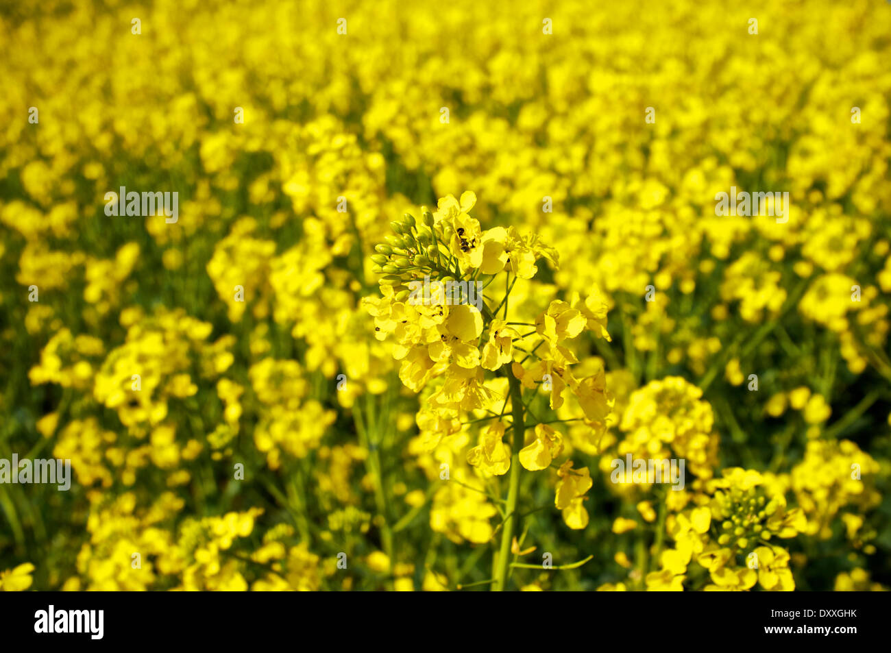 Rapeseed crops brassica napus hi-res stock photography and images - Alamy