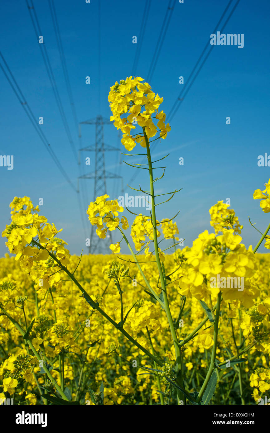 Rapeseed crops brassica napus hi-res stock photography and images - Alamy