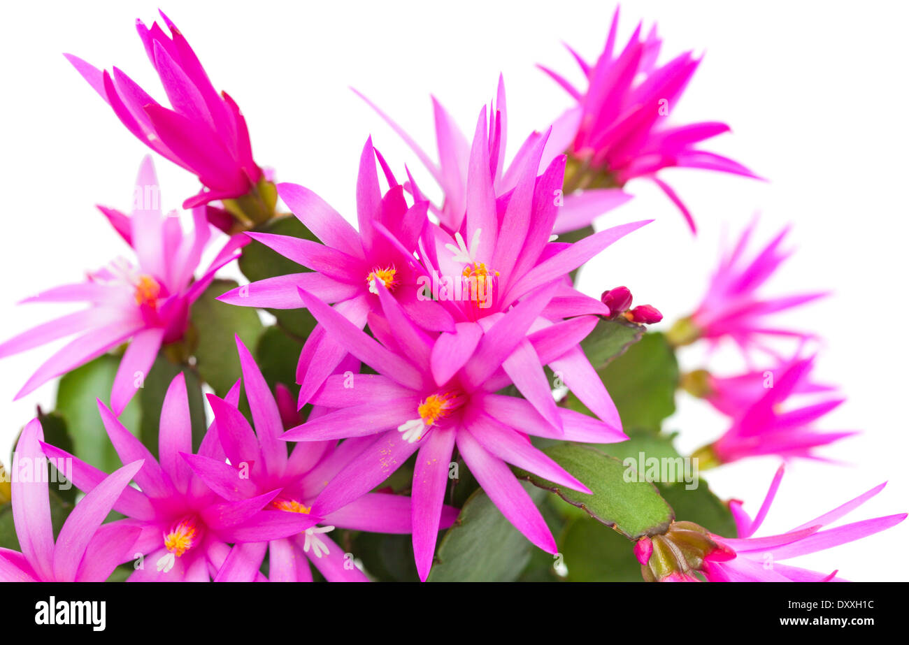 Yellow christmas cactus hi-res stock photography and images - Alamy