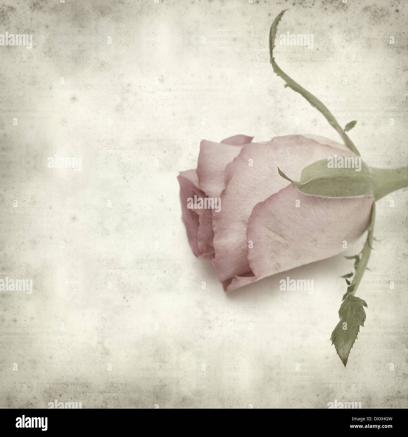 textured old paper background with pink rose flower Stock Photo - Alamy