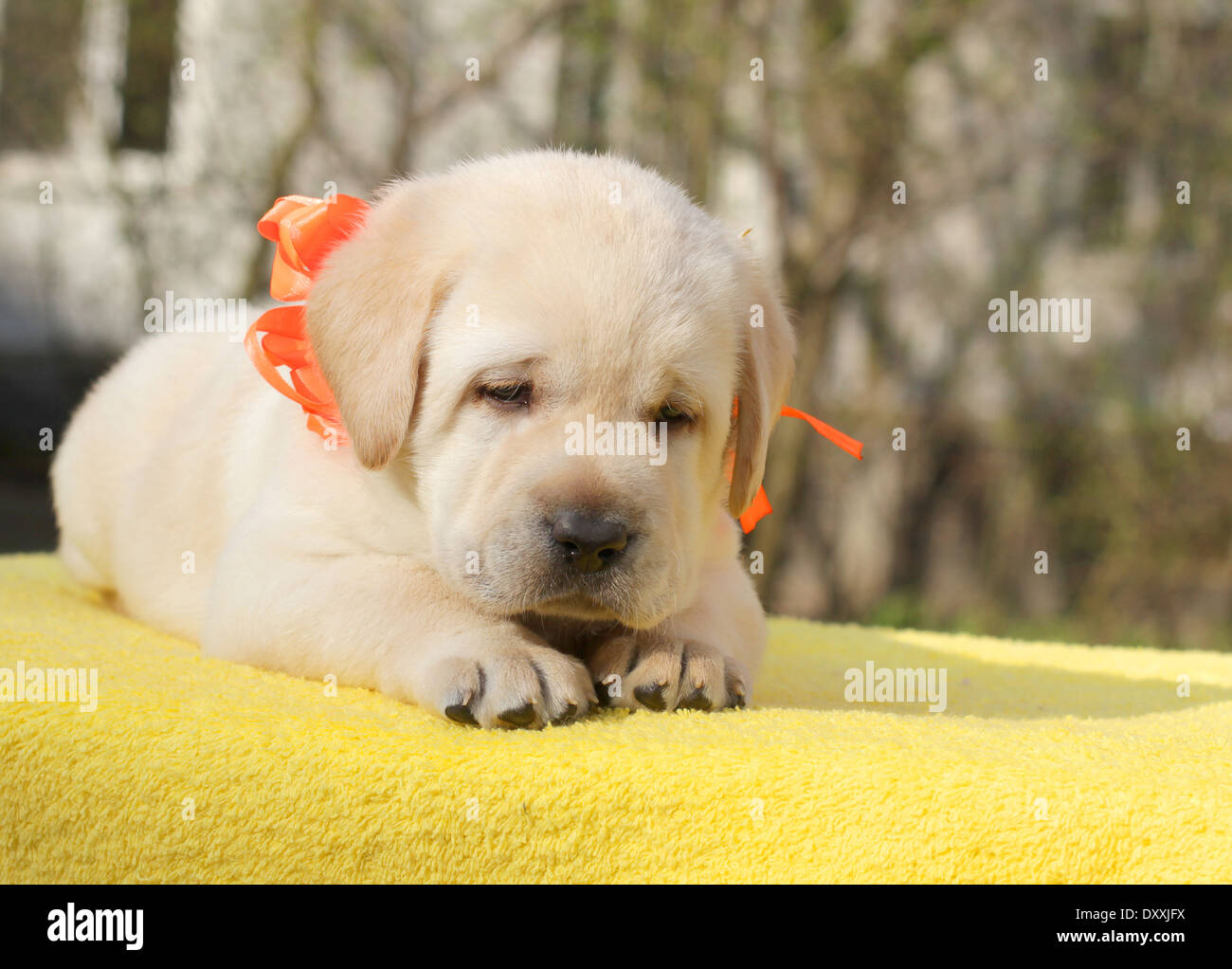 happy yellow labrador puppy on the yellow background Stock Photo - Alamy